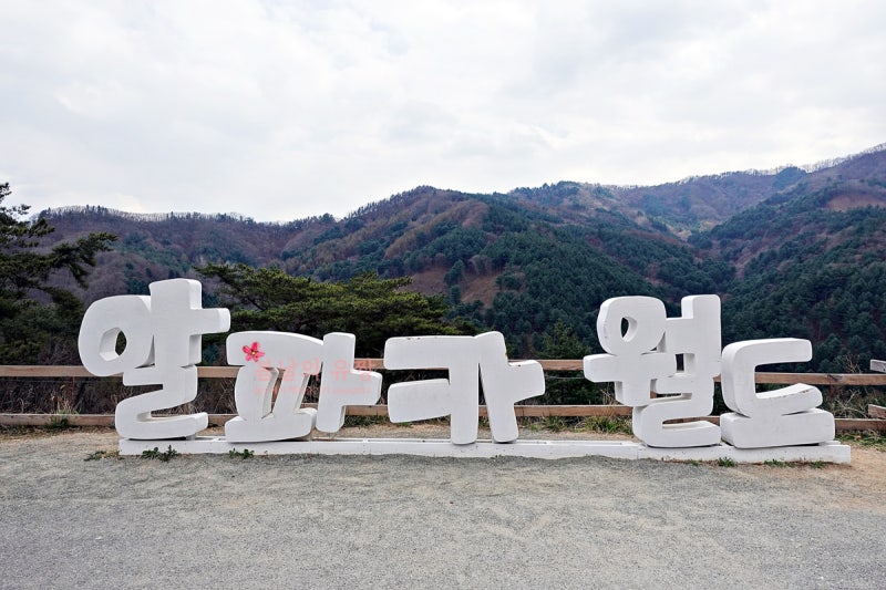 홍천 가볼만한곳 귀염둥이 알파카월드 양이랑 달라요 네이버 블로그