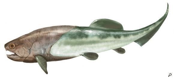 코코스테우스(Cocosteus)-민물의 판피어류 : 네이버 블로그