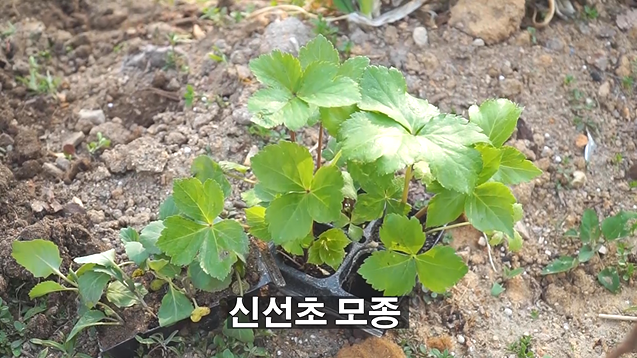 방풍나물모종 심는법 신선초 모종 양배추 모종 텃밭농사 네이버 블로그