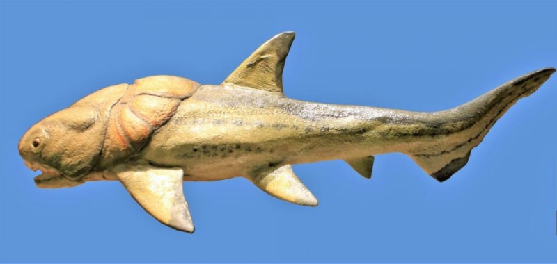 코코스테우스(Cocosteus)-민물의 판피어류 : 네이버 블로그