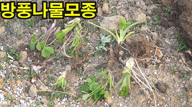 방풍나물모종 심는법 신선초 모종 양배추 모종 텃밭농사 네이버 블로그