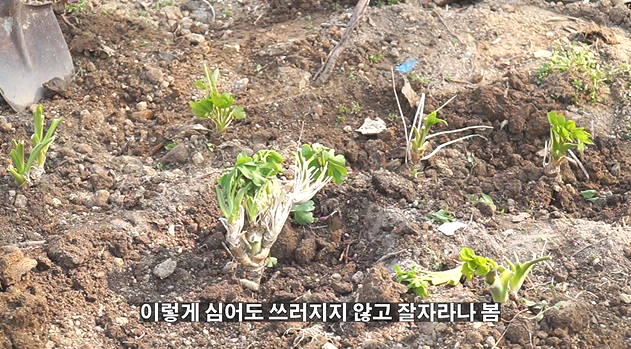 방풍나물모종 심는법 신선초 모종 양배추 모종 텃밭농사 네이버 블로그