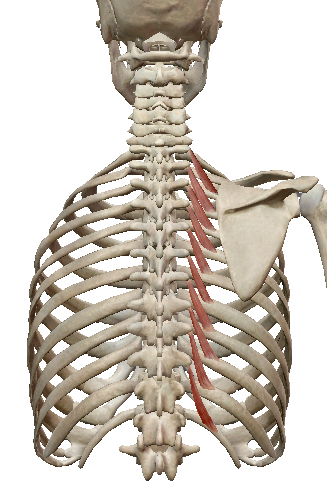 [코어발란스핏] Levatores costarum (늑골거근, 갈비올림근) : 네이버 블로그