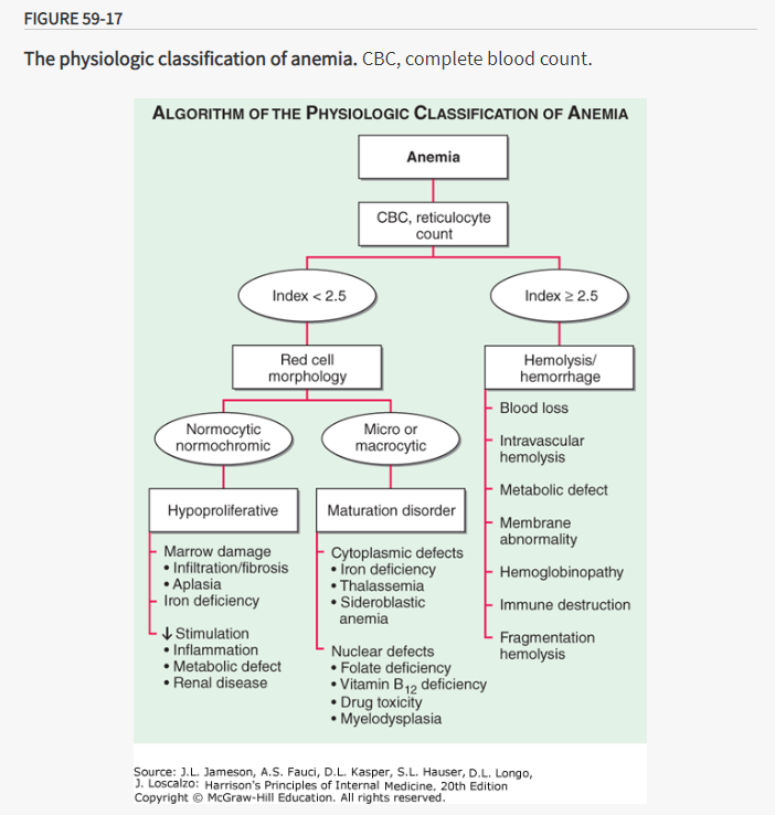 [Hematology] Initial assessment of anemia & RPI : 네이버 블로그