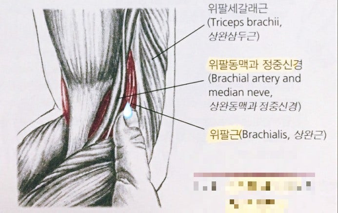 보고 만지는 근육 상완근위팔근 Brachialis 네이버 블로그