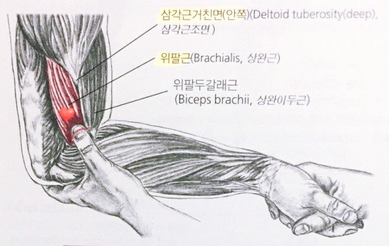 보고 만지는 근육 상완근위팔근 Brachialis 네이버 블로그