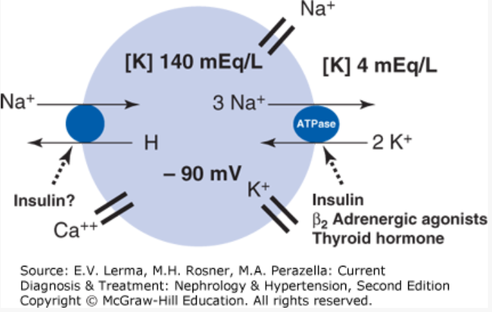 Q4. 인슐린과 칼륨(Insulin & Potassium) : 네이버 블로그