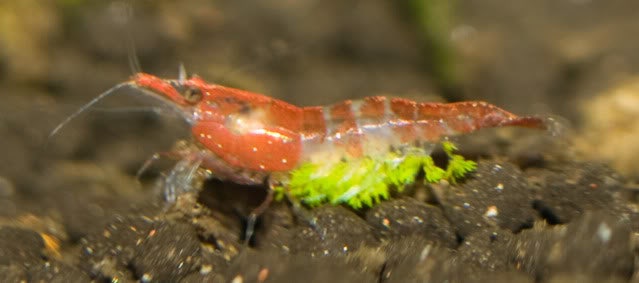 포란한 것만 같은 새우 기생충 엘로비옵시스(ellobiopsis) : 네이버 블로그