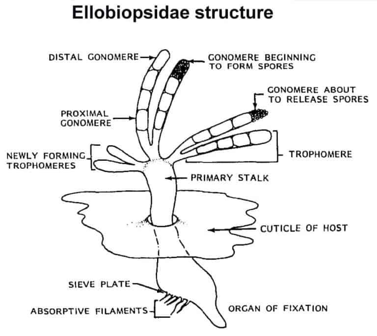 포란한 것만 같은 새우 기생충 엘로비옵시스(ellobiopsis) : 네이버 블로그