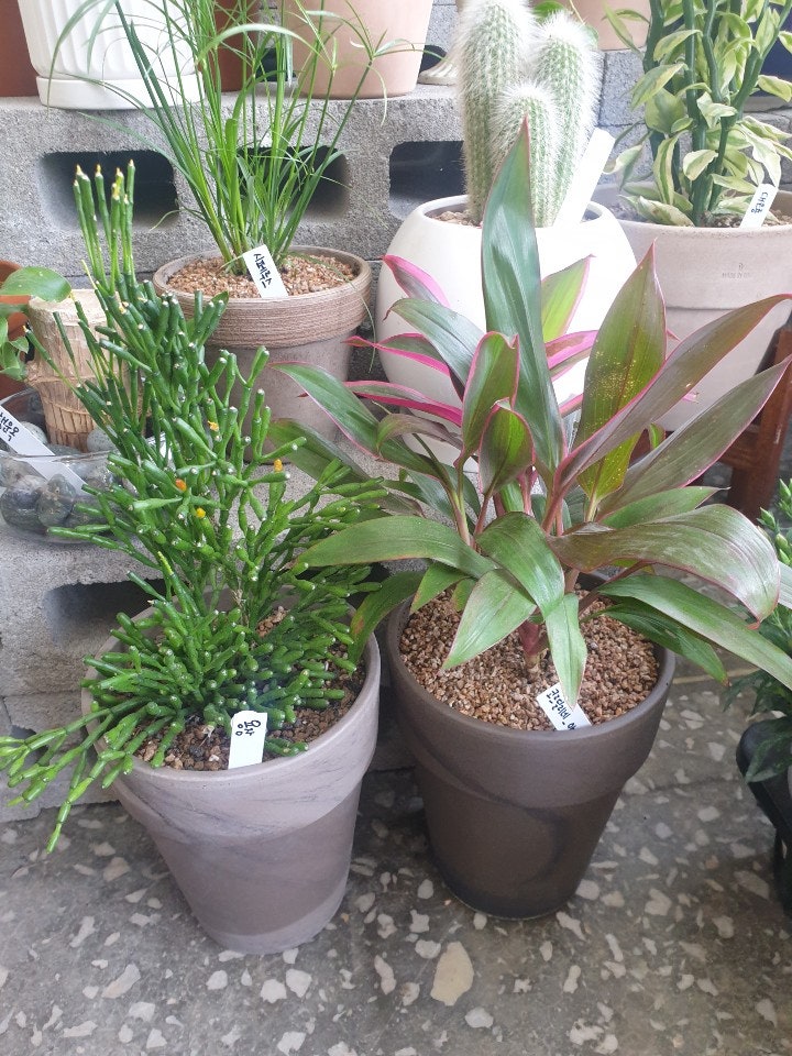 경산꽃집 플로리스트아람 일상 경산꽃배달 네이버 블로그
