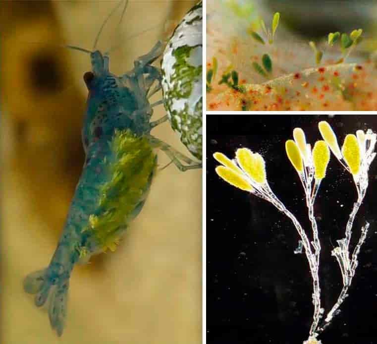 포란한 것만 같은 새우 기생충 엘로비옵시스(ellobiopsis) : 네이버 블로그