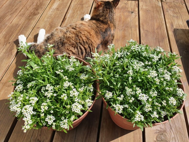 일년초 | 스위트알리섬 화이트 키우기 :: 씨앗파종에서 개화까지 초고속 : 네이버 블로그