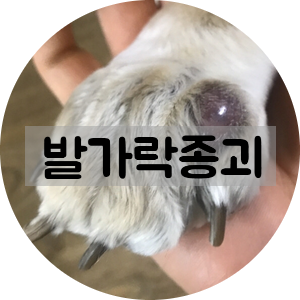 자곡동동물병원/ 강아지가 발을핥아요/ 강아지발이 부어요/ / 강아지 LPP(Lymphocytic Plasmacytic ...