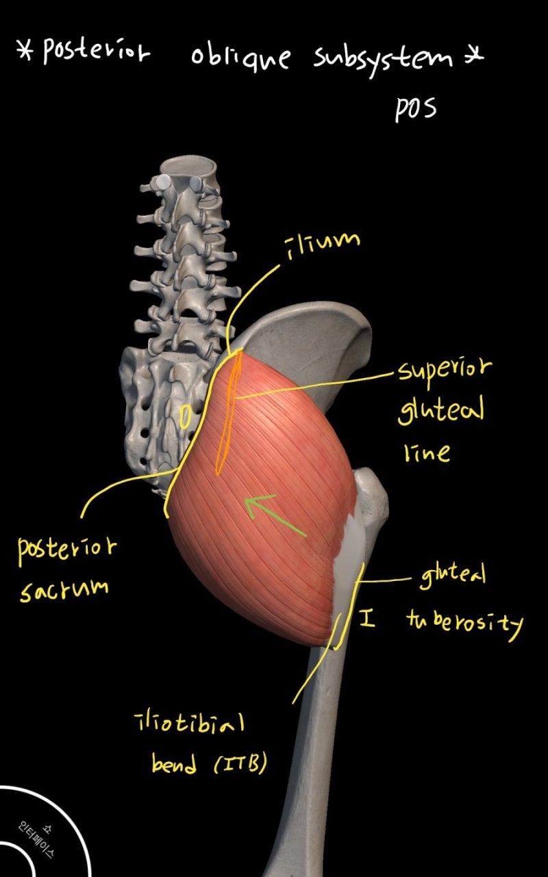 뒤 사선 보조 시스템(Posterior Oblique subsystem, POS) 근육 : 네이버 블로그
