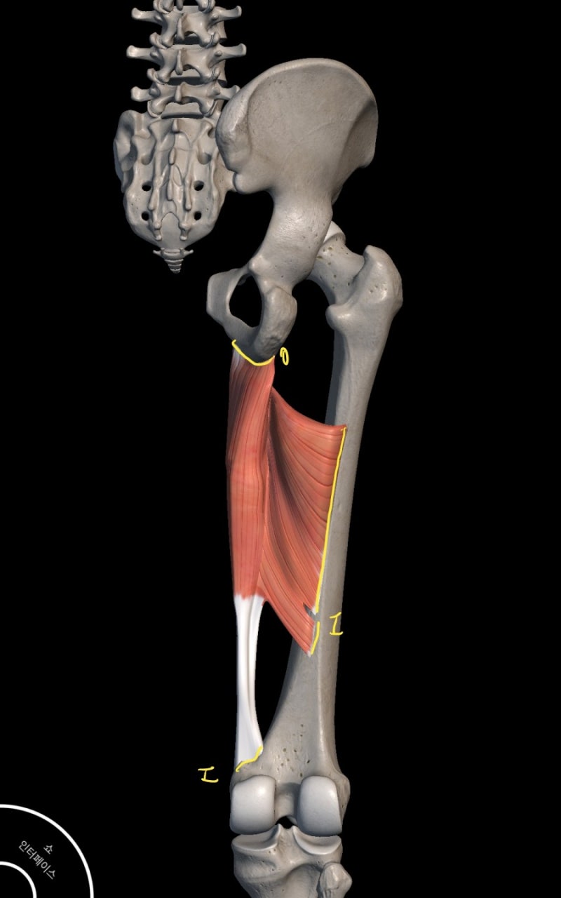 5가지 내전근(adductor group,pectineus, longus, brevis, magnus, gracilis) 기시 ...