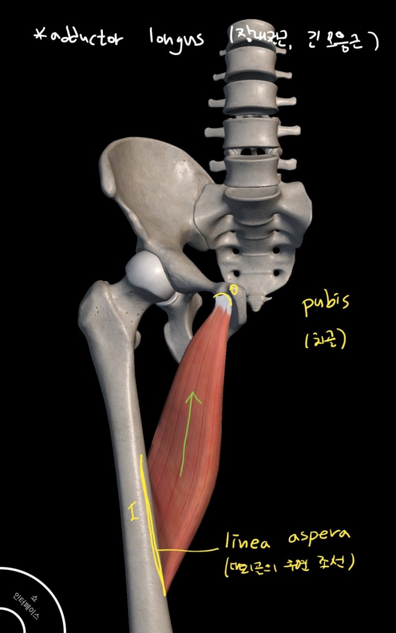 5가지 내전근(adductor group,pectineus, longus, brevis, magnus, gracilis) 기시 ...