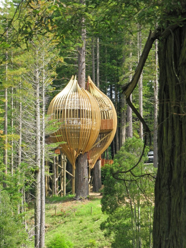 [뉴질랜드 여행 : 홍길동투어] Redwoods tree house : 나무 위 레스토랑 : 네이버 블로그