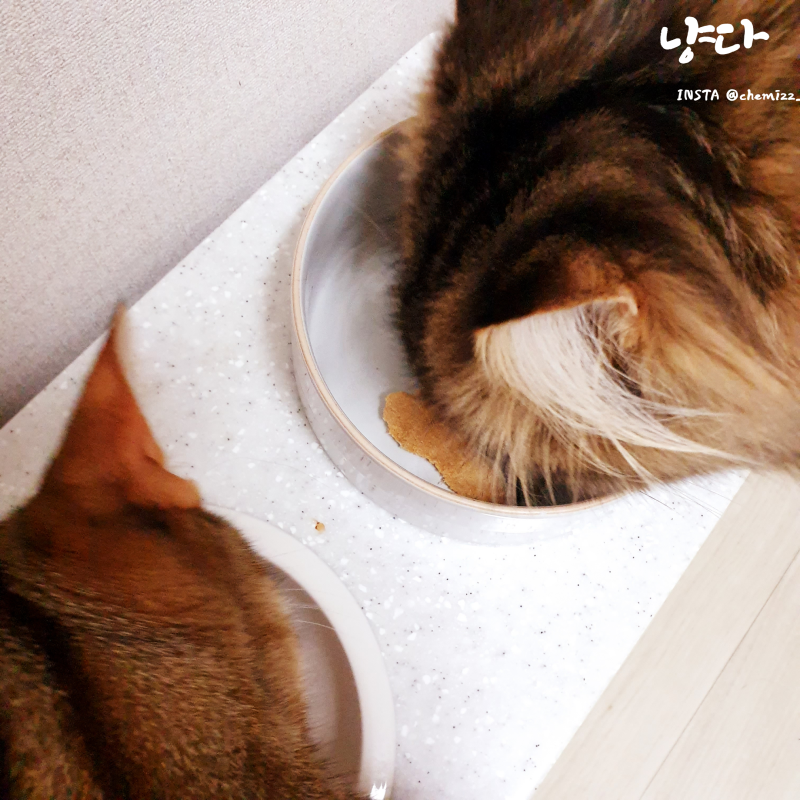 고양이동결건조간식추천 Omg 펫레시피 내돈내산 후기 네이버 블로그