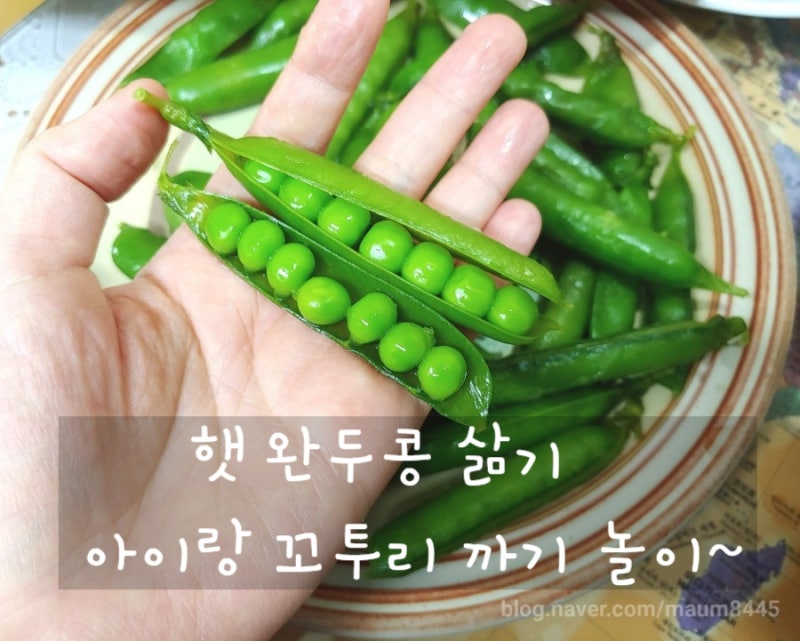 완두콩 삶기 방법아이랑 완두콩 꼬투리 까기 재밌어요 네이버 블로그