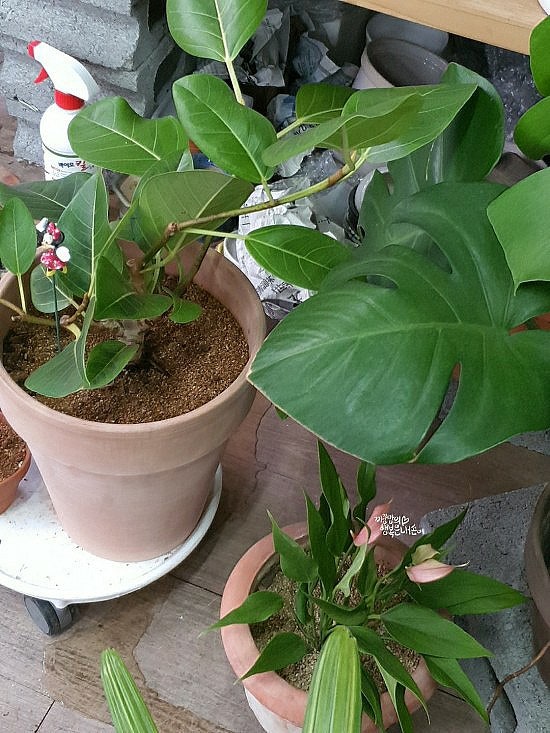 몬스테라 키우기 노란잎 찢잎 물주기 공중뿌리에 대해 알아보기 네이버 블로그