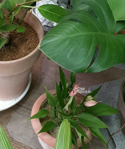 몬스테라 키우기 노란잎 찢잎 물주기 공중뿌리에 대해 알아보기 네이버 블로그