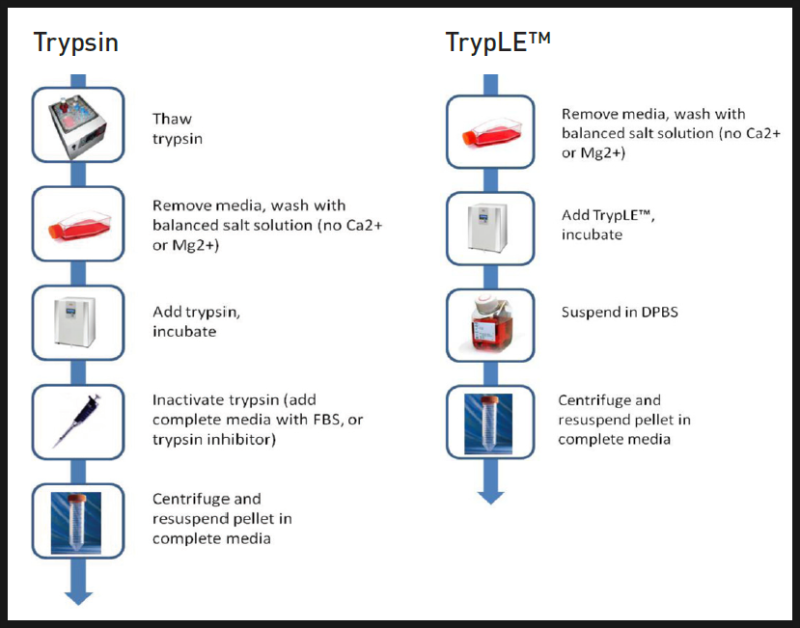 [동물세포 배양] 부착형 세포의 계대 배양 방법 : 네이버 블로그