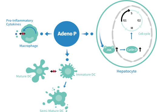 내인성 물질 ATP injection Adenosine Triphosphate disodium 20mg 아데노신 에 관한 정보 ...