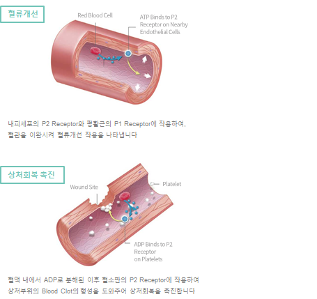 내인성 물질 ATP injection Adenosine Triphosphate disodium 20mg 아데노신 에 관한 정보 ...