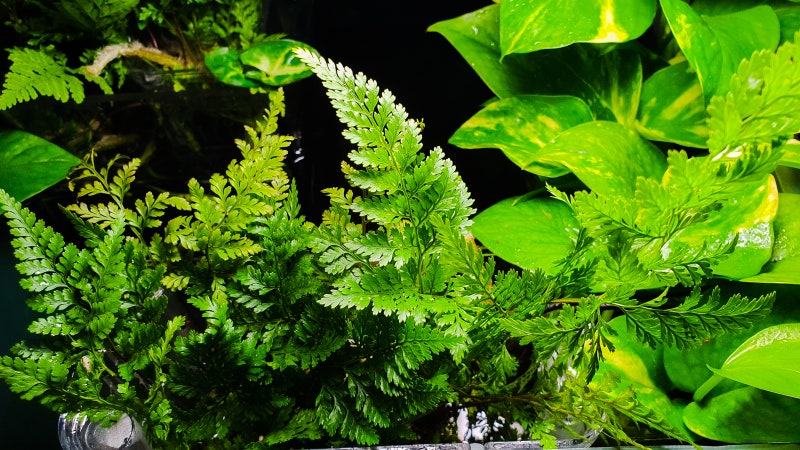 [아쿠아포닉스 터틀텁(Aquaponics TurtleTub)] 후마타 고사리(Humata tyermannii) 수경 식재 ...