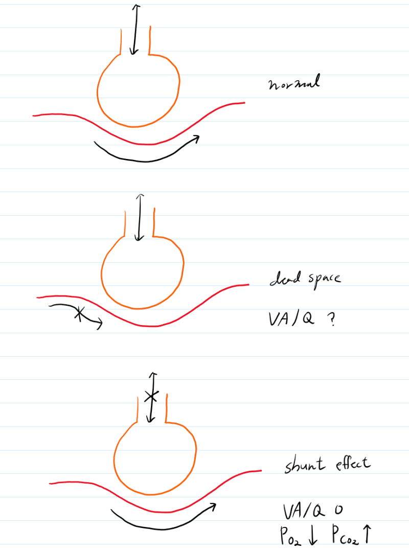 호흡계 생리respiratory system physiology : 네이버 블로그