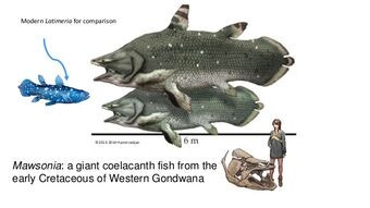마우소니아(Mawsonia)-세상에서 가장큰 실러캔스 : 네이버 블로그