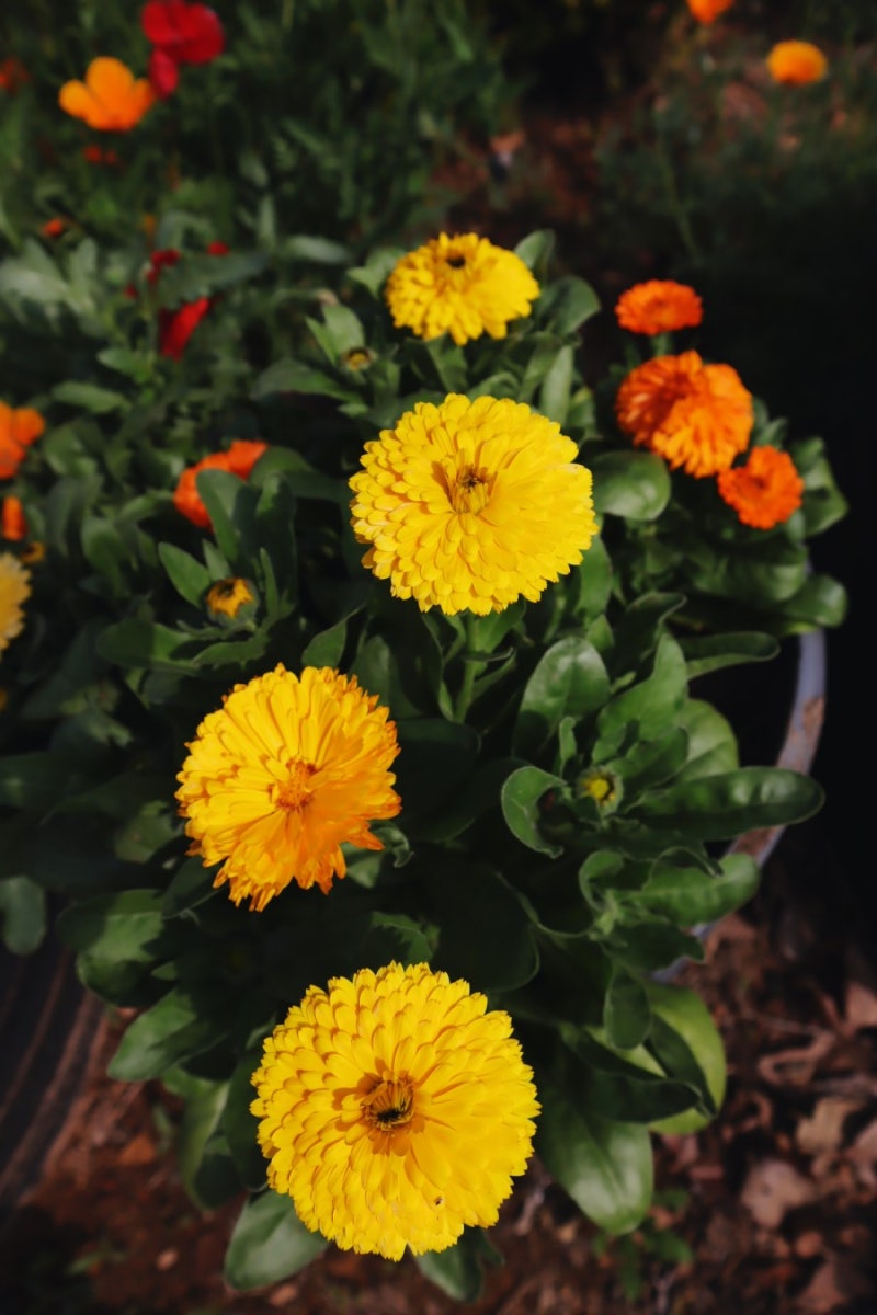 금잔화 (카렌듈라) 본본 & 피에스타 기타나 키우기 :: 씨앗 파종에서 개화까지 : 네이버 블로그