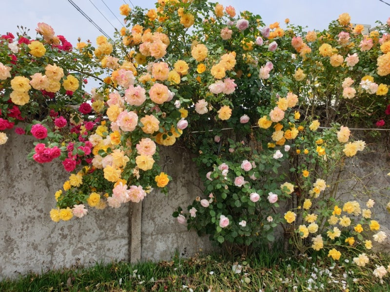 경산꽃집 일상에 예쁜 식물 들이기 해보세요 어버이날 경산꽃배달 장미꽃다발 네이버 블로그