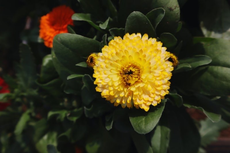 금잔화 (카렌듈라) 본본 & 피에스타 기타나 키우기 :: 씨앗 파종에서 개화까지 : 네이버 블로그