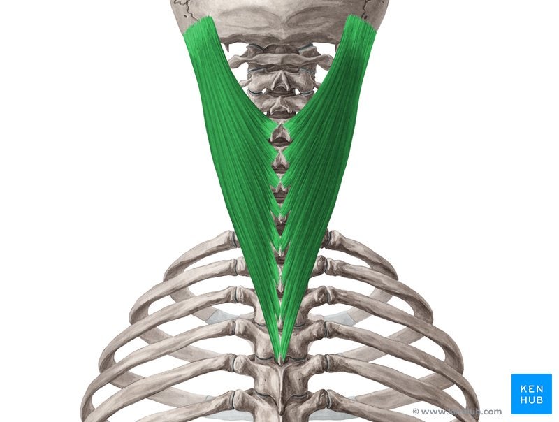 경추 신전근(Neck Extensor Muscle) - 판상근(Splenius), 반극근(Semispinalis) : 네이버 블로그