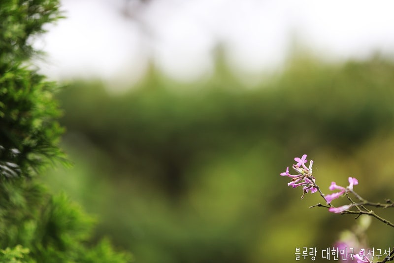 인천 가볼만한곳♥ 청라 드림파크 야생화단지 개방 주차장이용안내 네이버 블로그