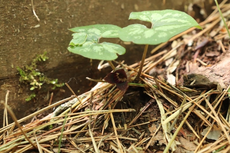 20 05 20 한라산 백록담 봄 산행관음사 백록담 왕복코스 한라산에서 바라본 완도보길도 네이버 블로그