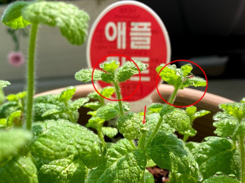 애플민트 키우기 And 물주기 And 가지치기 네이버 블로그