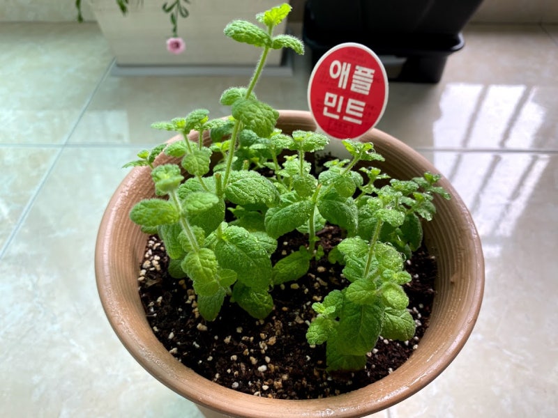 애플민트 키우기 And 물주기 And 가지치기 네이버 블로그