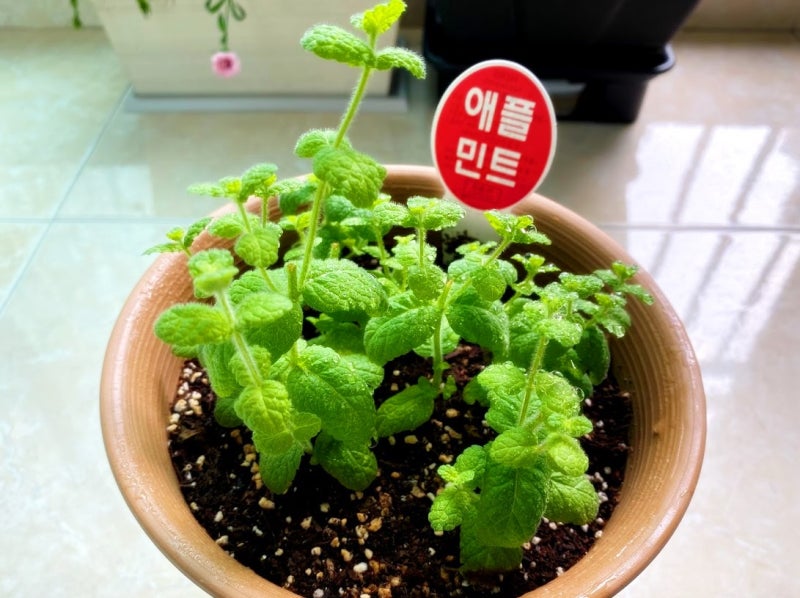 애플민트 키우기 And 물주기 And 가지치기 네이버 블로그