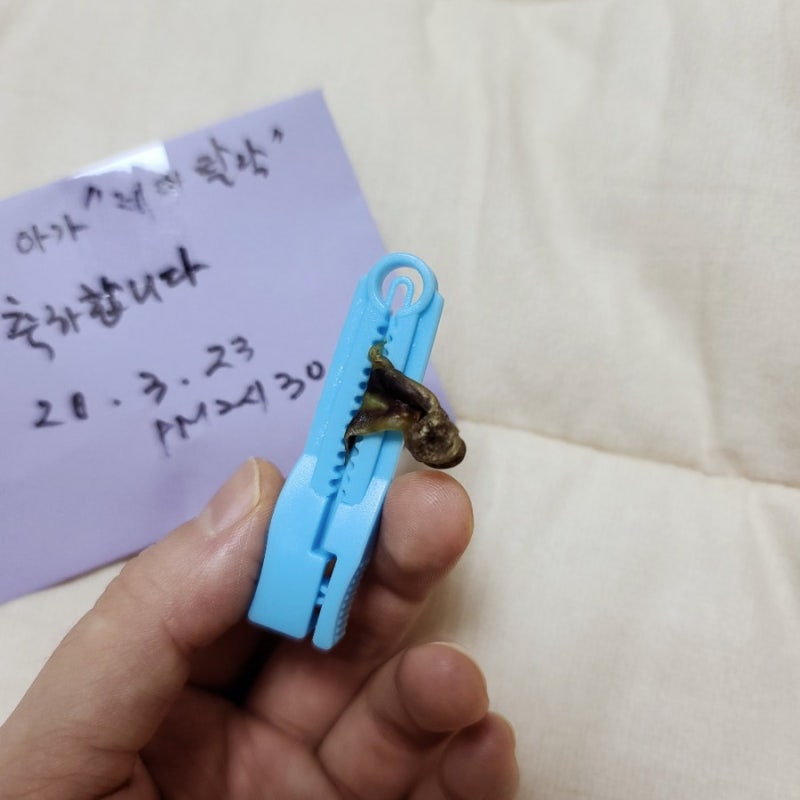 육아일기 생후0개월 생후 1일 생후15일 신생아눈뜨는시기 신생아비립종 배냇짓탯줄떨어지는시기 네이버 블로그