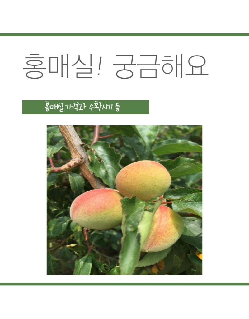 홍매실 홍매실 붉은매실 남고매실 홍매실 가격과 홍매실수확시기 총정리~ 네이버 블로그