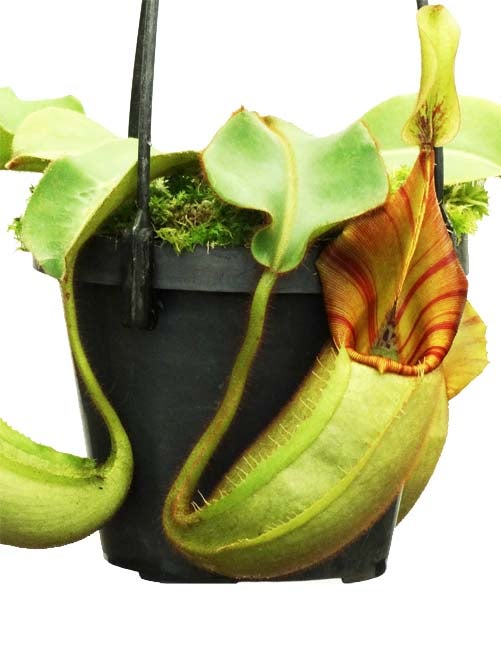 네펜데스 베이치 "바리오" BE-3734 : 네이버 블로그