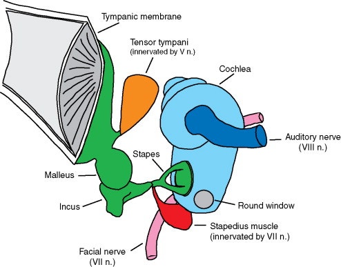 고막떨림과 귀통증은 왜 생기나요? : 네이버 블로그