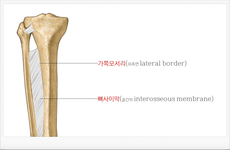 [해부학 - 의대생도 보는 골학] - 정강뼈(경골ㆍtibia) : 몸통(체ㆍbody) : 네이버 블로그