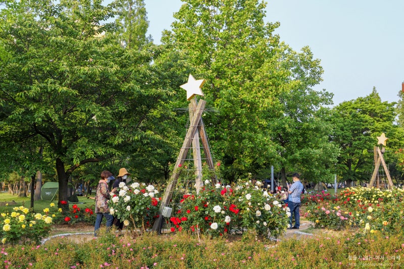 송도 해돋이공원 장미원엔 장미꽃이 활짝주차 O텐트 도서관 X 네이버 블로그