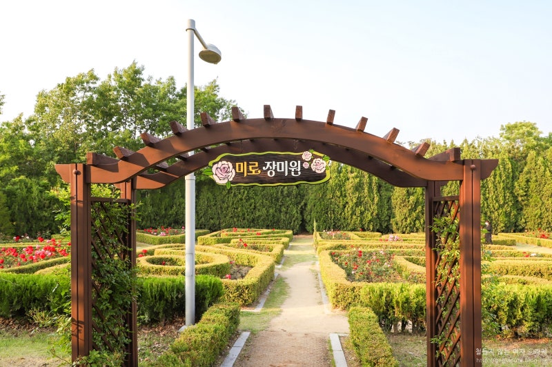 송도 해돋이공원 장미원엔 장미꽃이 활짝주차 O텐트 도서관 X 네이버 블로그