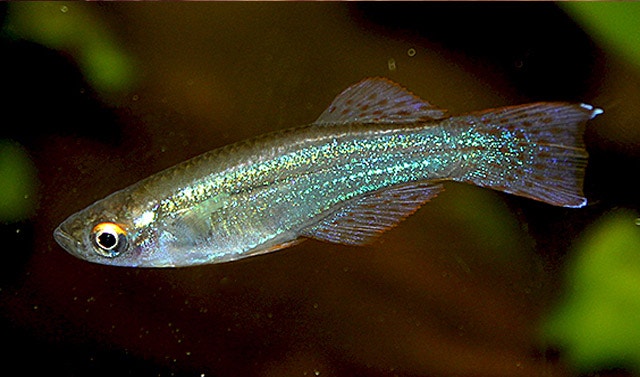 램프아이 (사육방법 / 관상포인트) : 네이버 블로그