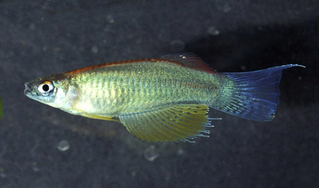 램프아이 (사육방법 / 관상포인트) : 네이버 블로그