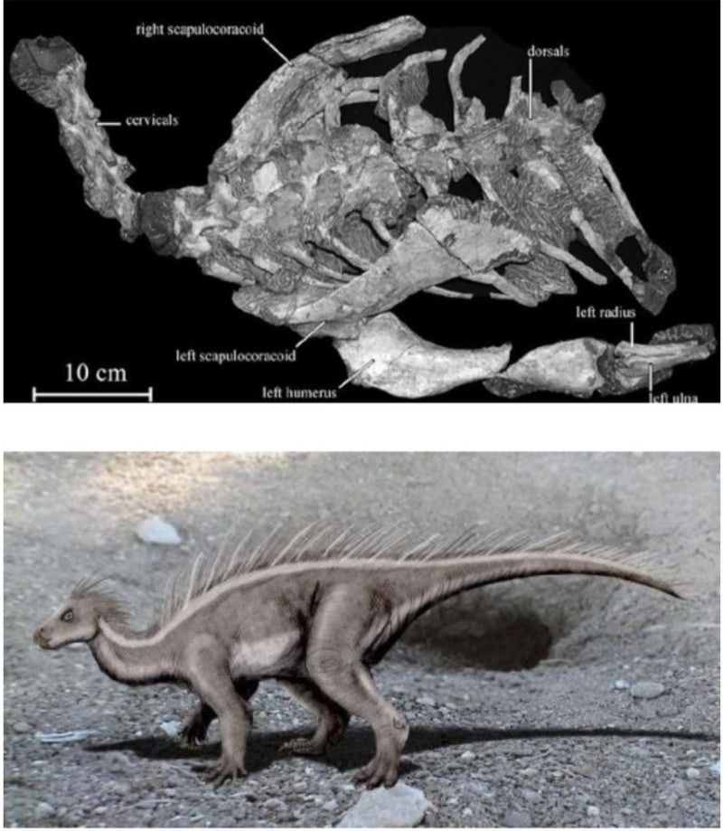 한국의 공룡 코레아노사우르스, 코레아케라톱스 : 네이버 블로그